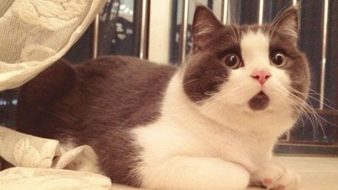 Fakta Menarik tentang Kucing Fakta Menarik tentang Kucing