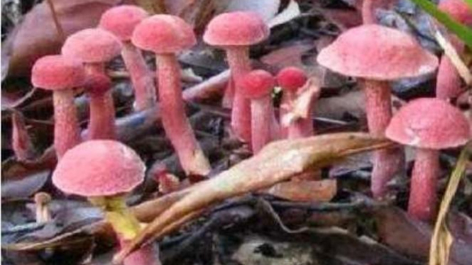 Jamur Pelawan Termahal di Indonesia Jamur Pelawan Termahal di Indonesia