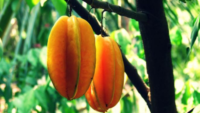Cara Olah Akar, Bunga dan Buah Belimbing Manis Cara Olah Akar, Bunga dan Buah Belimbing Manis