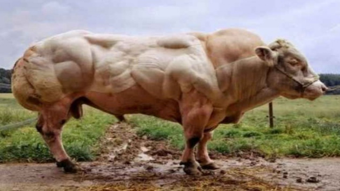 Ternyata Ini Rahasia Sapi Biru Belgia Bertubuh Kekar dan Berotot Ternyata Ini Rahasia Sapi Biru Belgia Bertubuh Kekar dan Berotot
