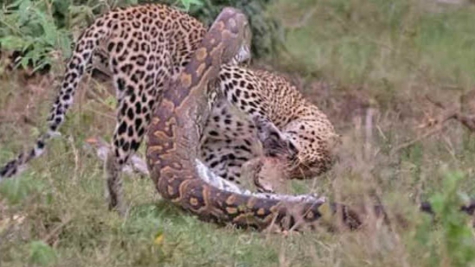 Viral Pertarungan Sampai Mati Ular Piton Vs Macan Tutul Viral Pertarungan Sampai Mati Ular Piton Vs Macan Tutul