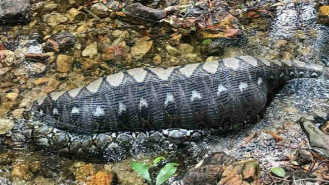 Ular Piton Perut Besar Tak Berdaya di Sungai, Ini yang Dimakannya Ular Piton Perut Besar Tak Berdaya di Sungai, Ini yang Dimakannya